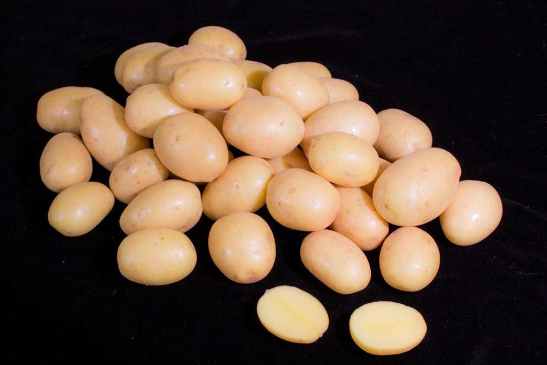 Swift | Caledonia Potatoes