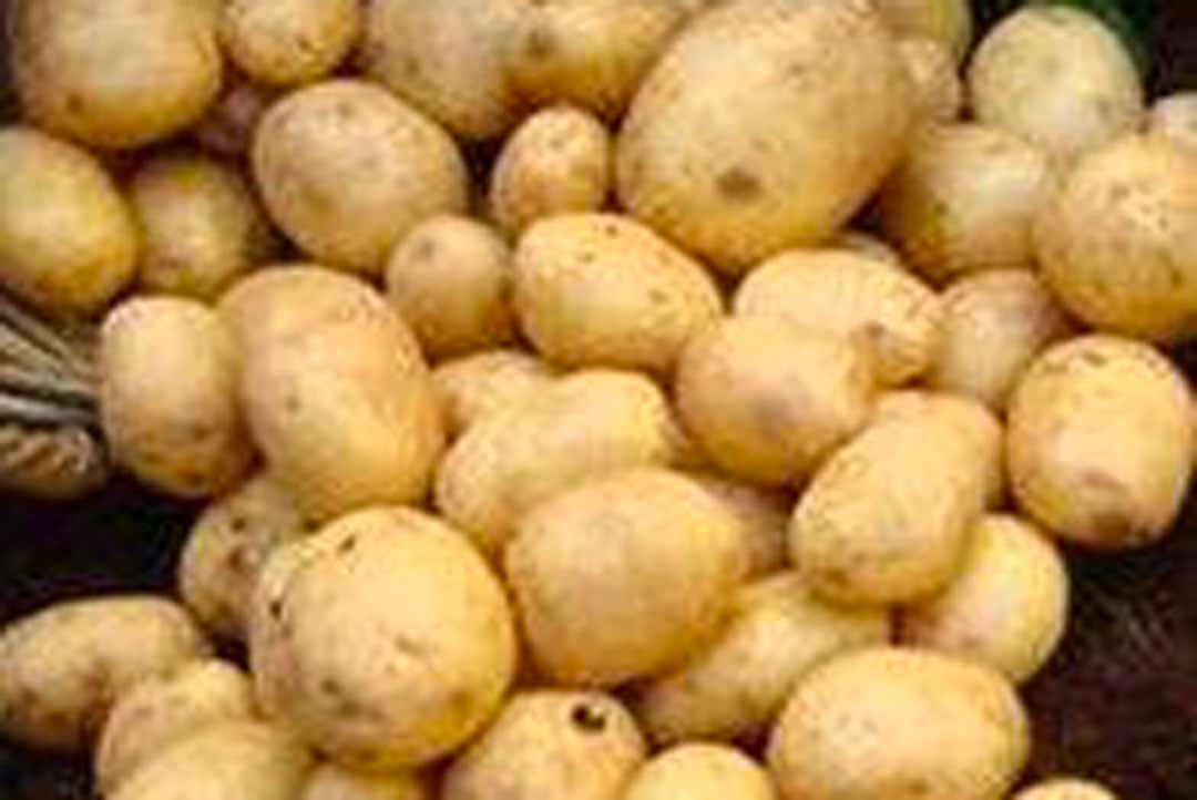 Nadine | Caledonia Potatoes