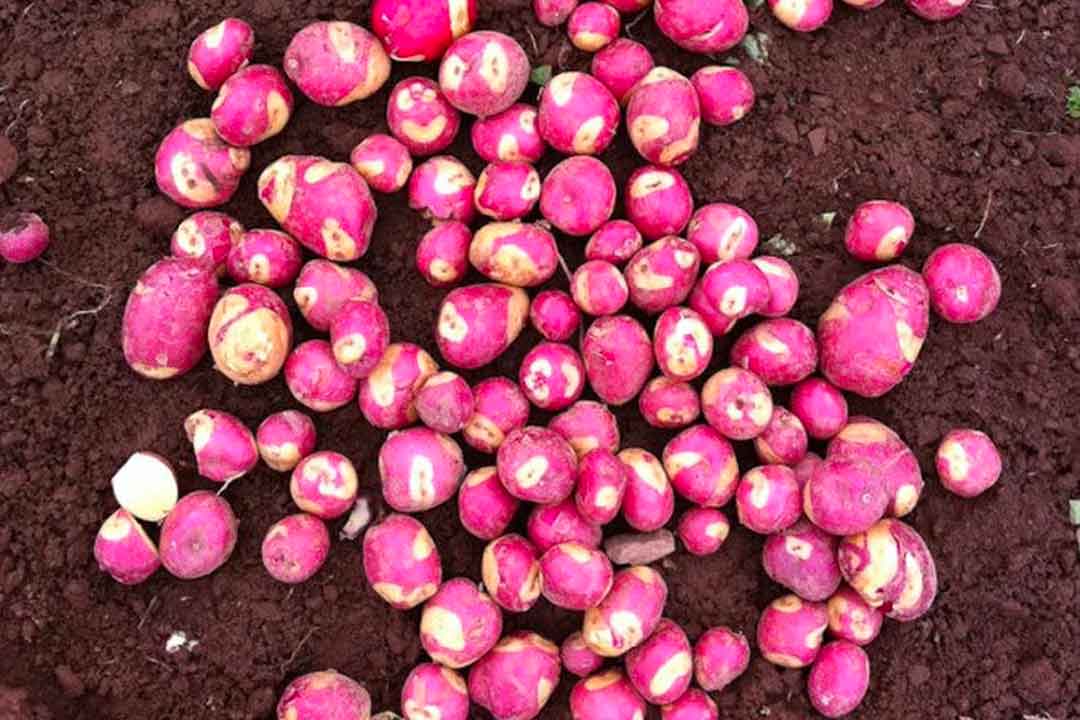 Apache | Caledonia Potatoes