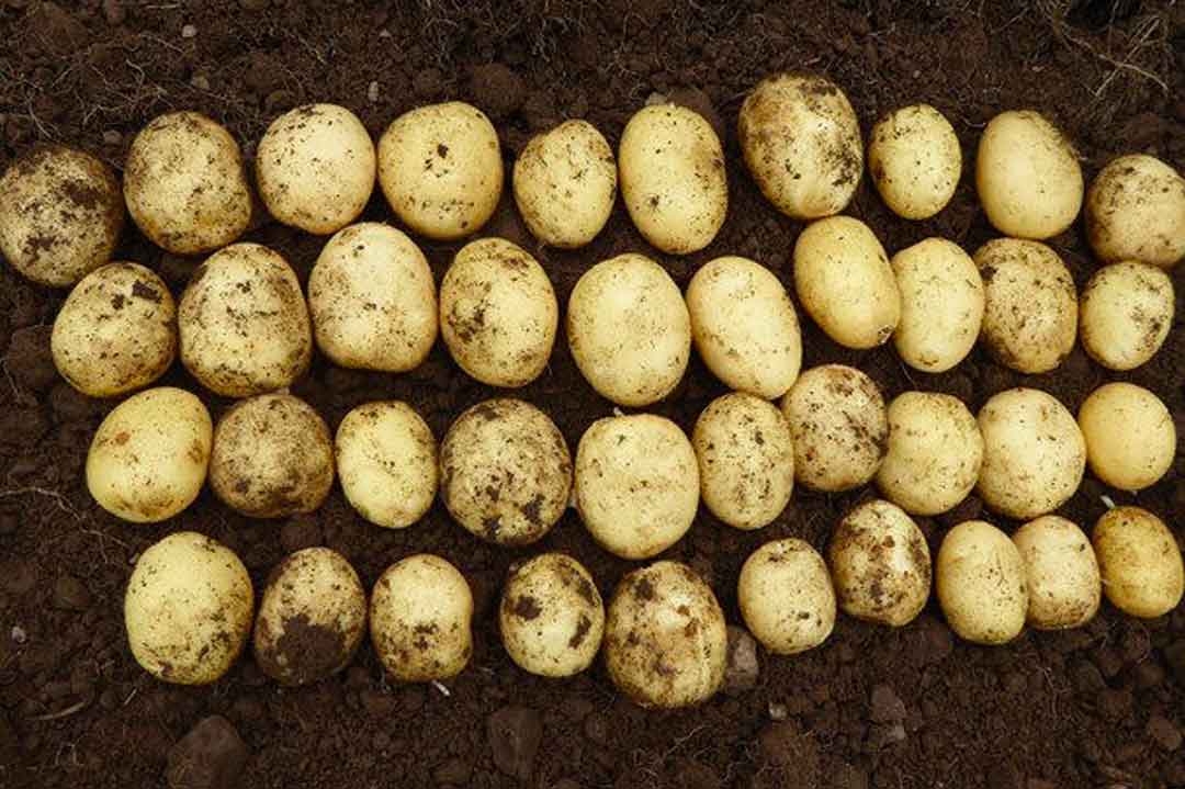 Caledonian Pearl | Caledonia Potatoes