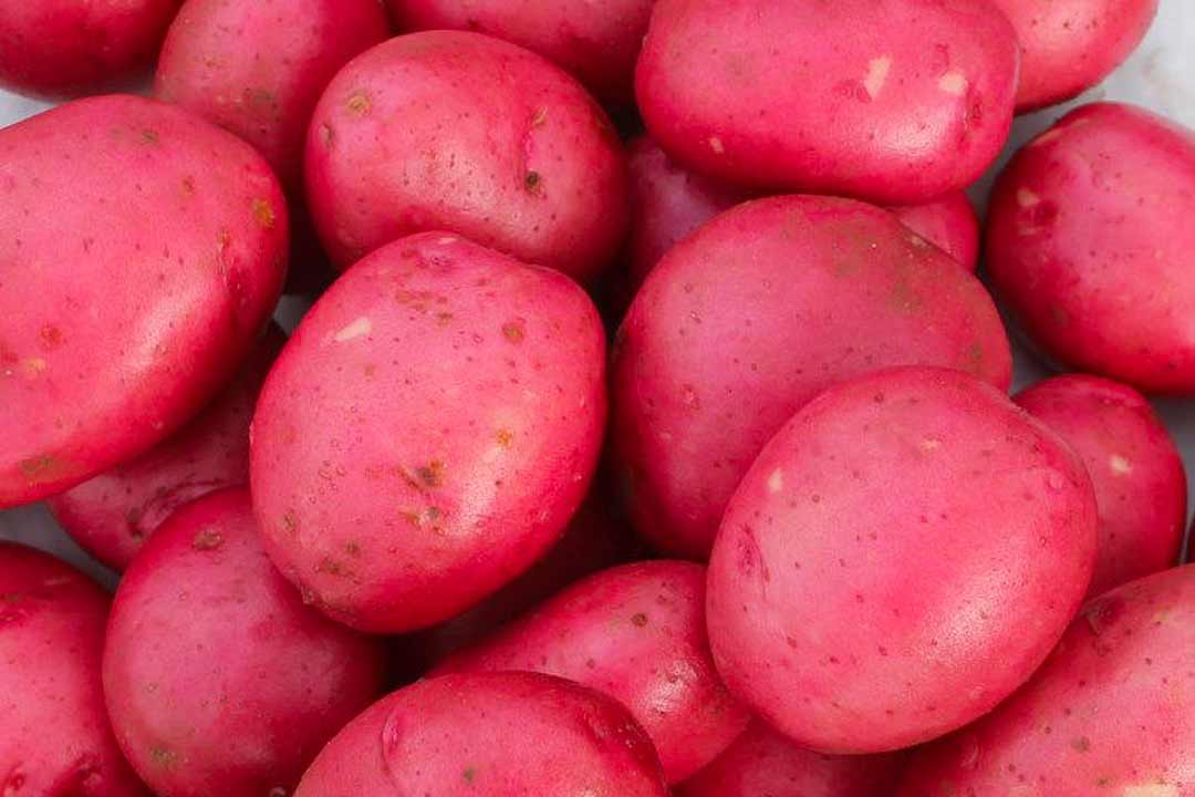 Caledonian Rose | Caledonia Potatoes